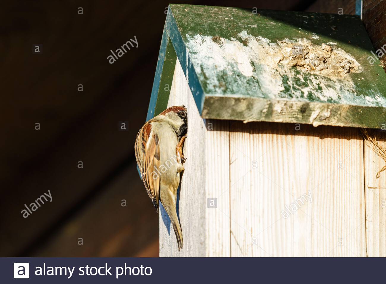 House Sparrow Nest Box Stock Photos & House Sparrow Nest Box Stock ...