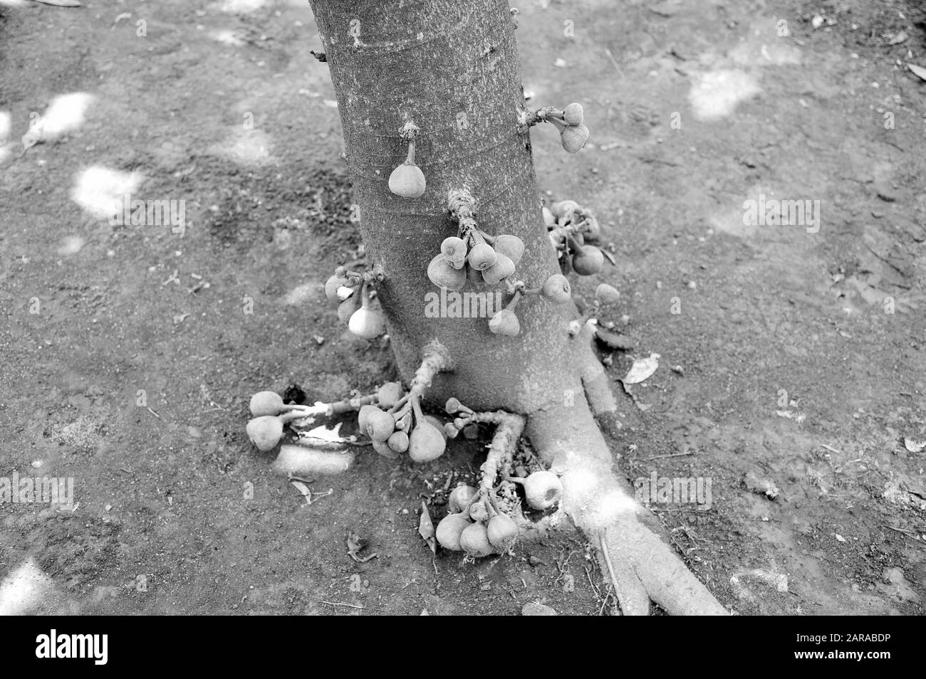 Fig tree of india Black and White Stock Photos & Images - Alamy