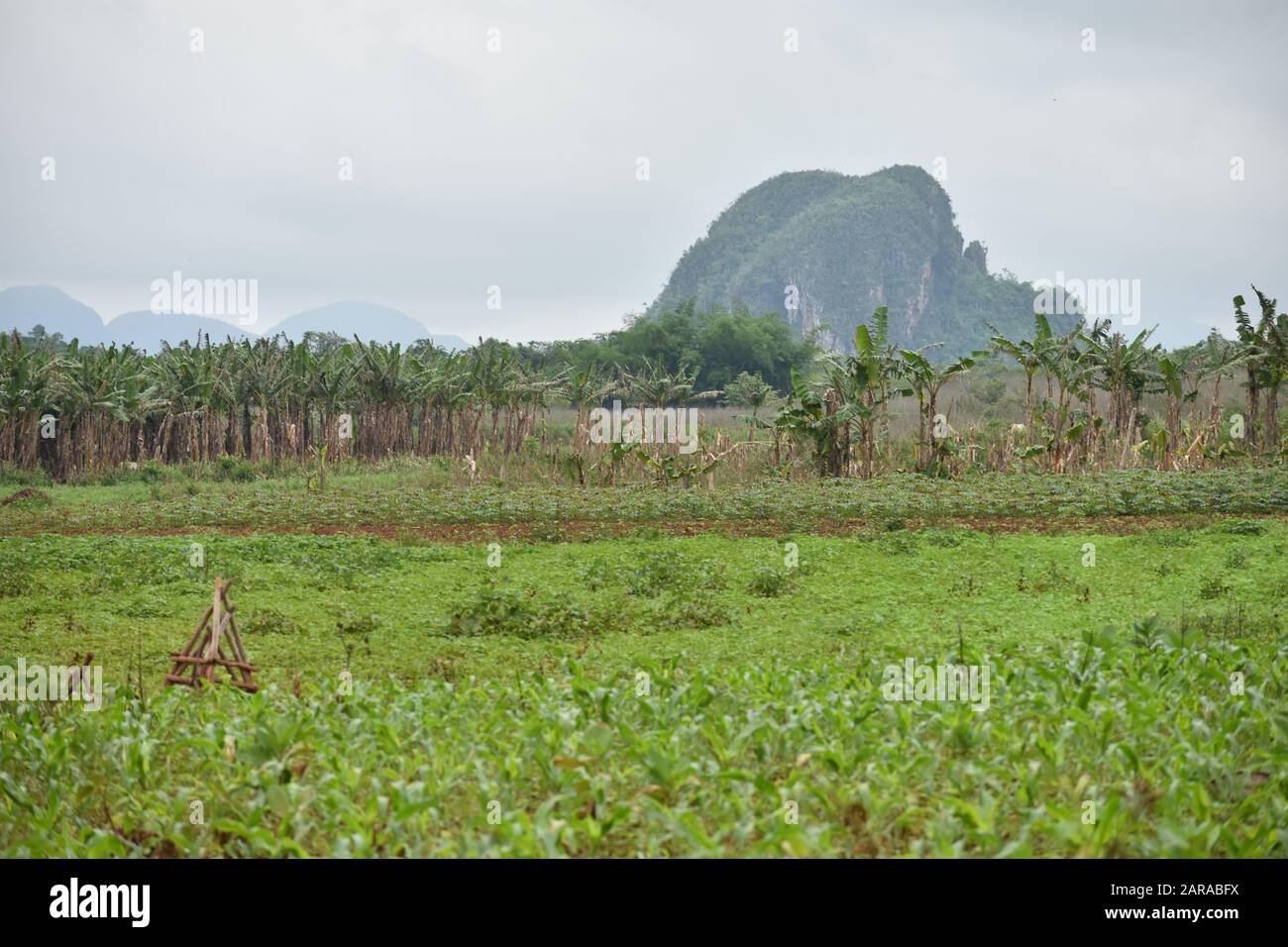 Field with many palm trees and mountain background in VInales Pinar del ...