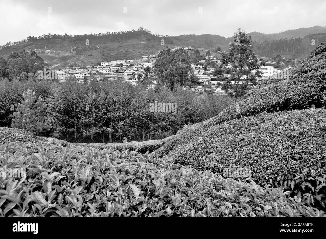 Munnar tea leaves Black and White Stock Photos & Images - Alamy