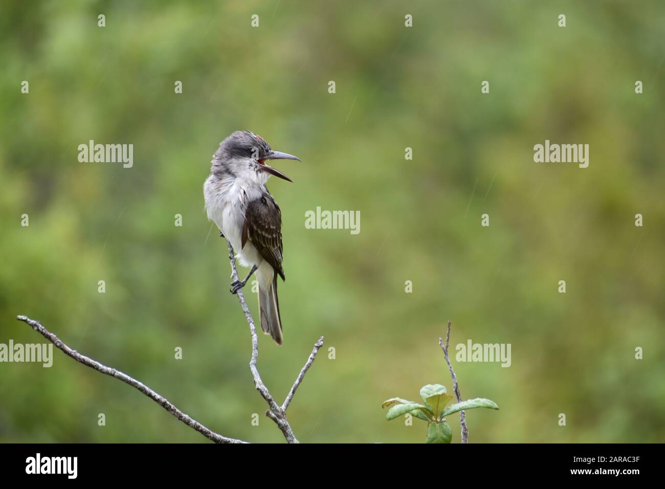Loggerhead Kingbird perched with open mouth on a tree in Vinales Cuba ...