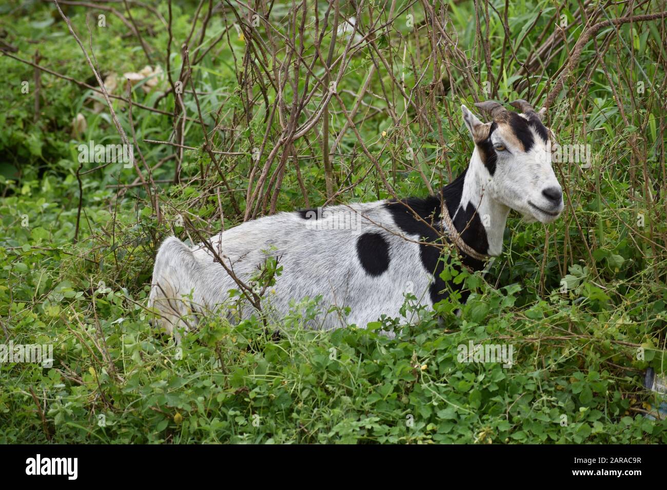 Spotted goat hi-res stock photography and images - Alamy