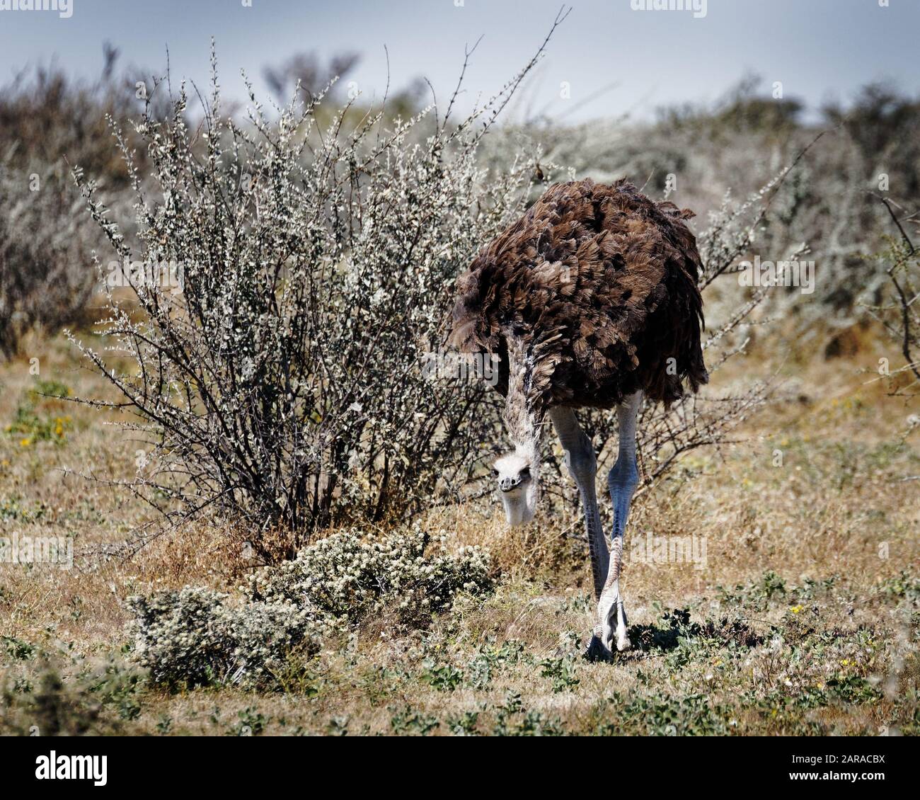 A female common ostrich, walking with head lowered towards the camera ...