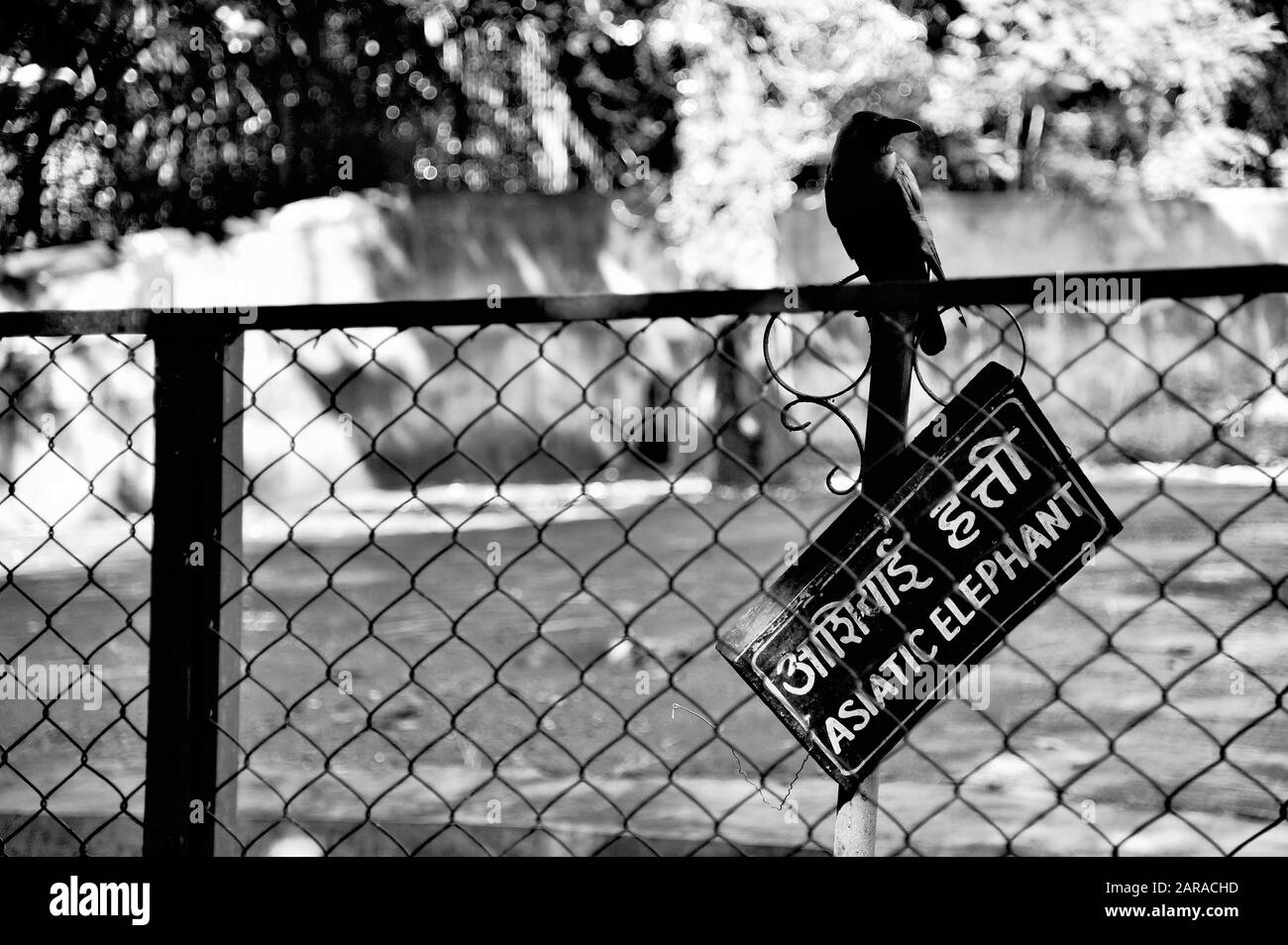 Zoo asian elephant Black and White Stock Photos & Images - Alamy