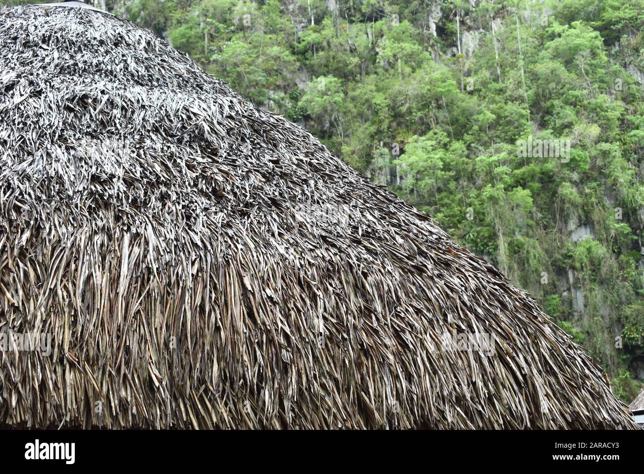 Straw roof outside of Palenque de los Cimarrones in Vinales Cuba Stock ...
