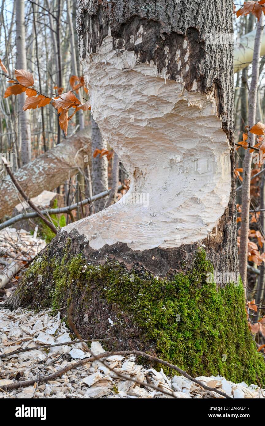 Beaver bite marks on tree hi-res stock photography and images - Alamy