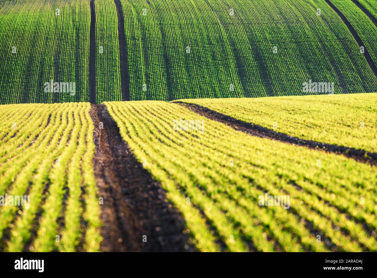 Green wheat rows and waves of the agricultural fields of South Moravia ...