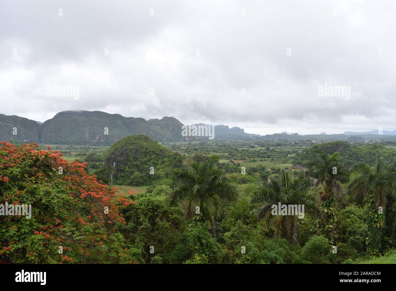 Landscape with many palm trees and red from Hotel de los Jazmines in ...