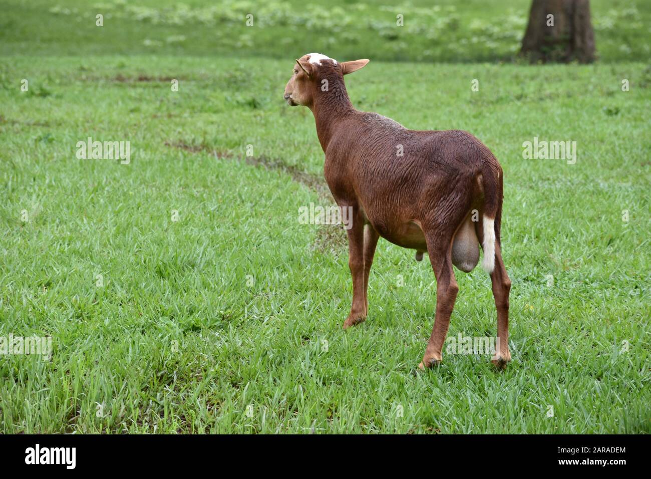 Cuban goat hi-res stock photography and images - Alamy