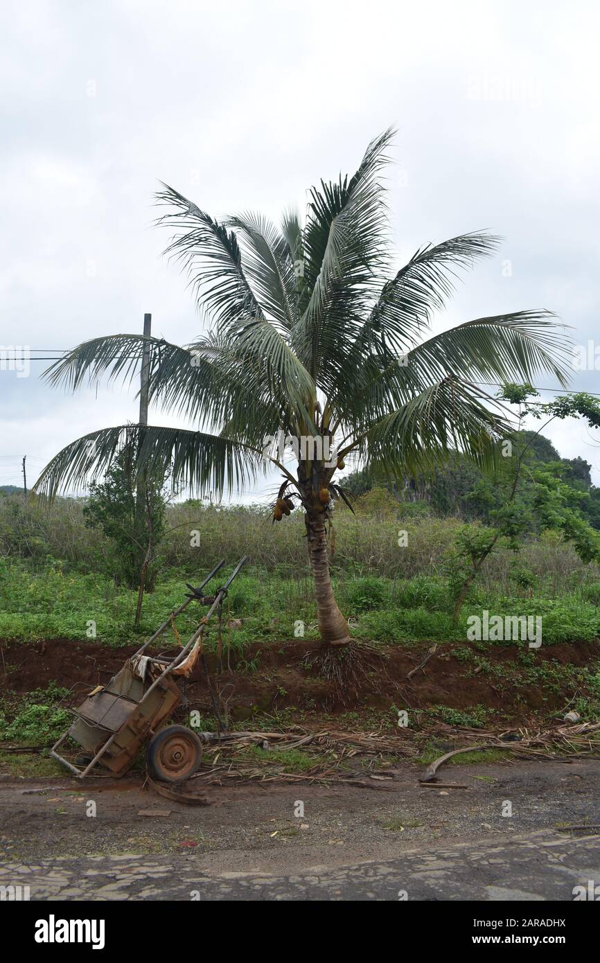 Cuban work lifestyle palm tree landscape in rural VInales Cuba Stock ...