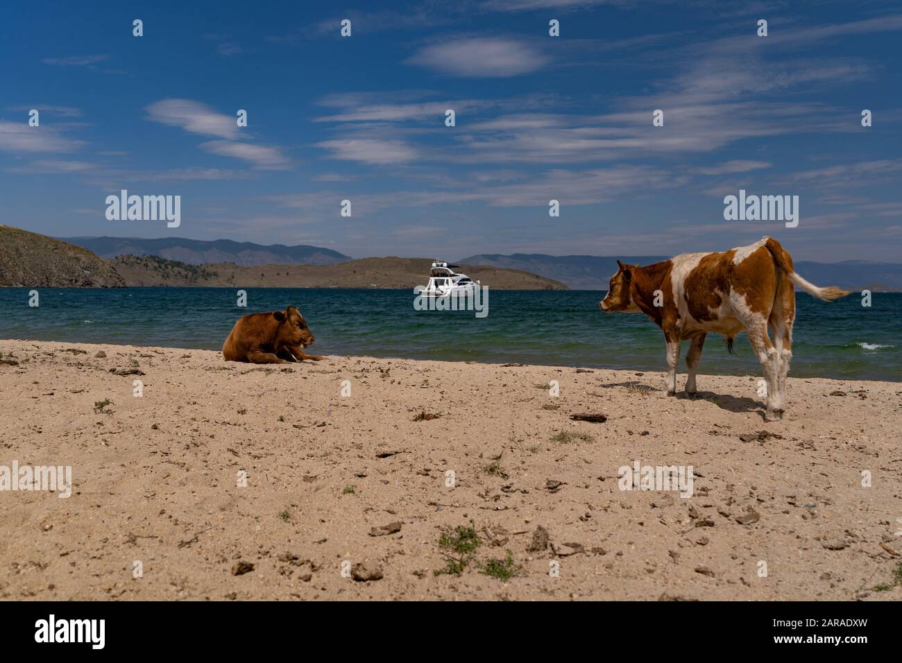 Herd cattle beach hi-res stock photography and images - Alamy