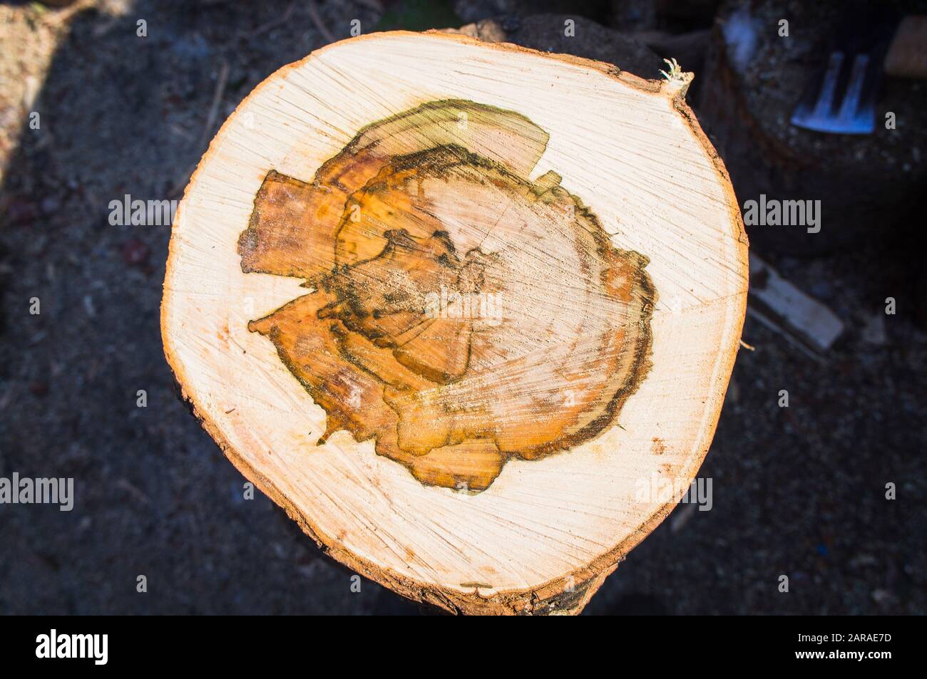 Natural live edge round wood slab with growth rings, cross cut wood ...