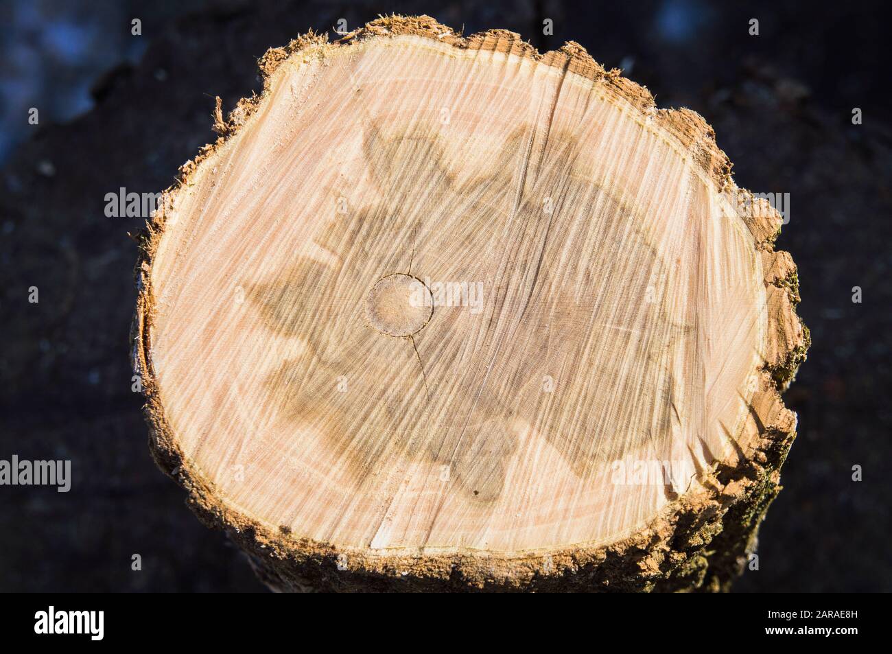 Natural live edge round wood slab with growth rings, cross cut wood ...