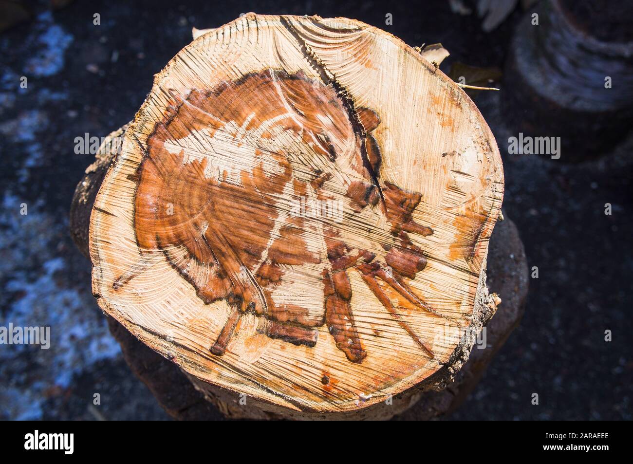 Natural live edge round wood slab with growth rings, cross cut wood ...