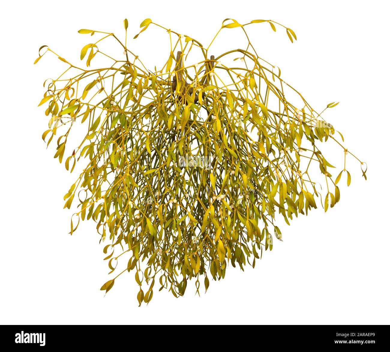 Viscum album, commonly known as European mistletoe, common mistletoe or ...