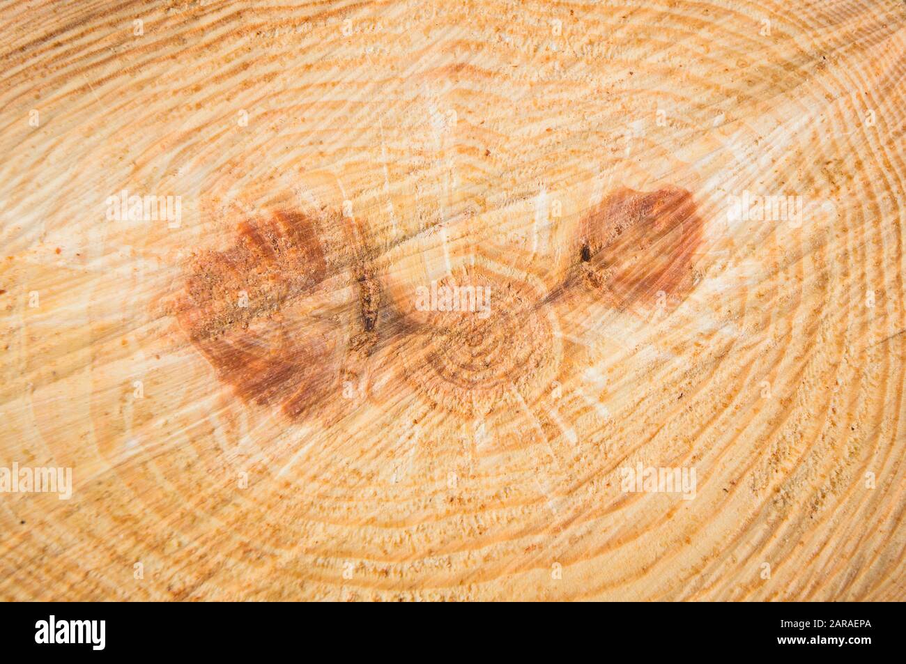 Natural live edge round wood slab with growth rings, cross cut wood ...