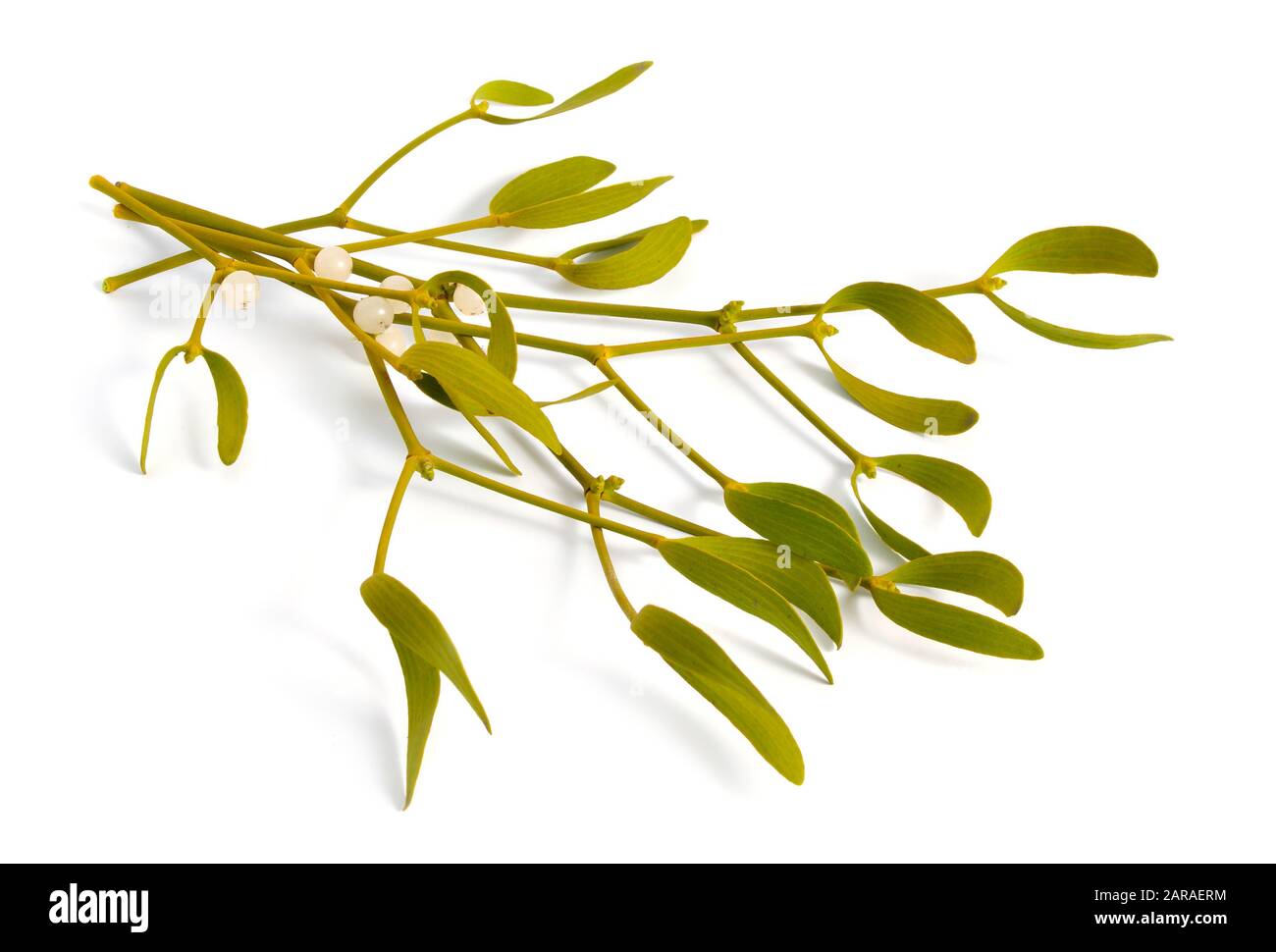 Viscum album, commonly known as European mistletoe, common mistletoe or ...