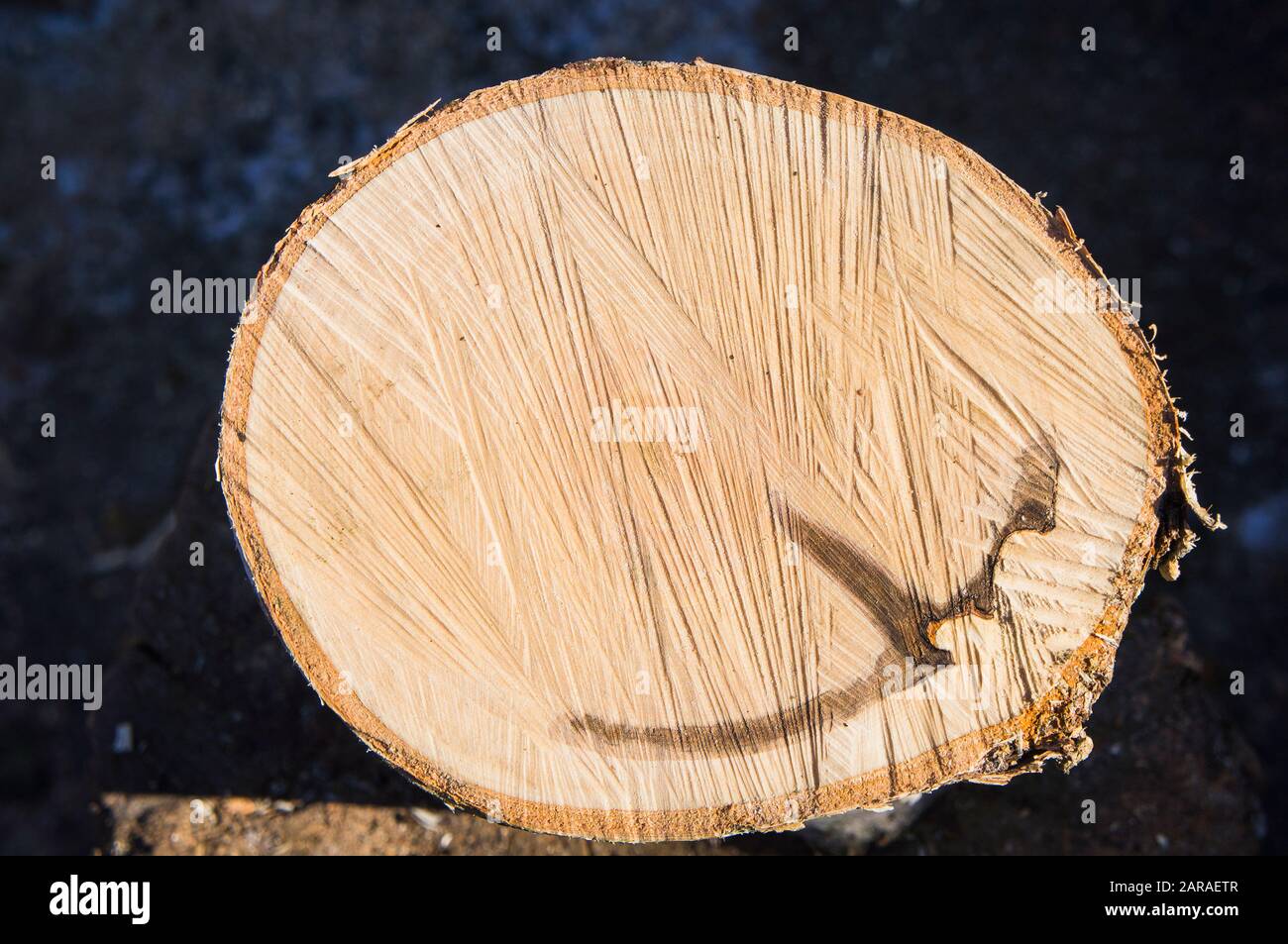 Natural live edge round wood slab with growth rings, cross cut wood ...