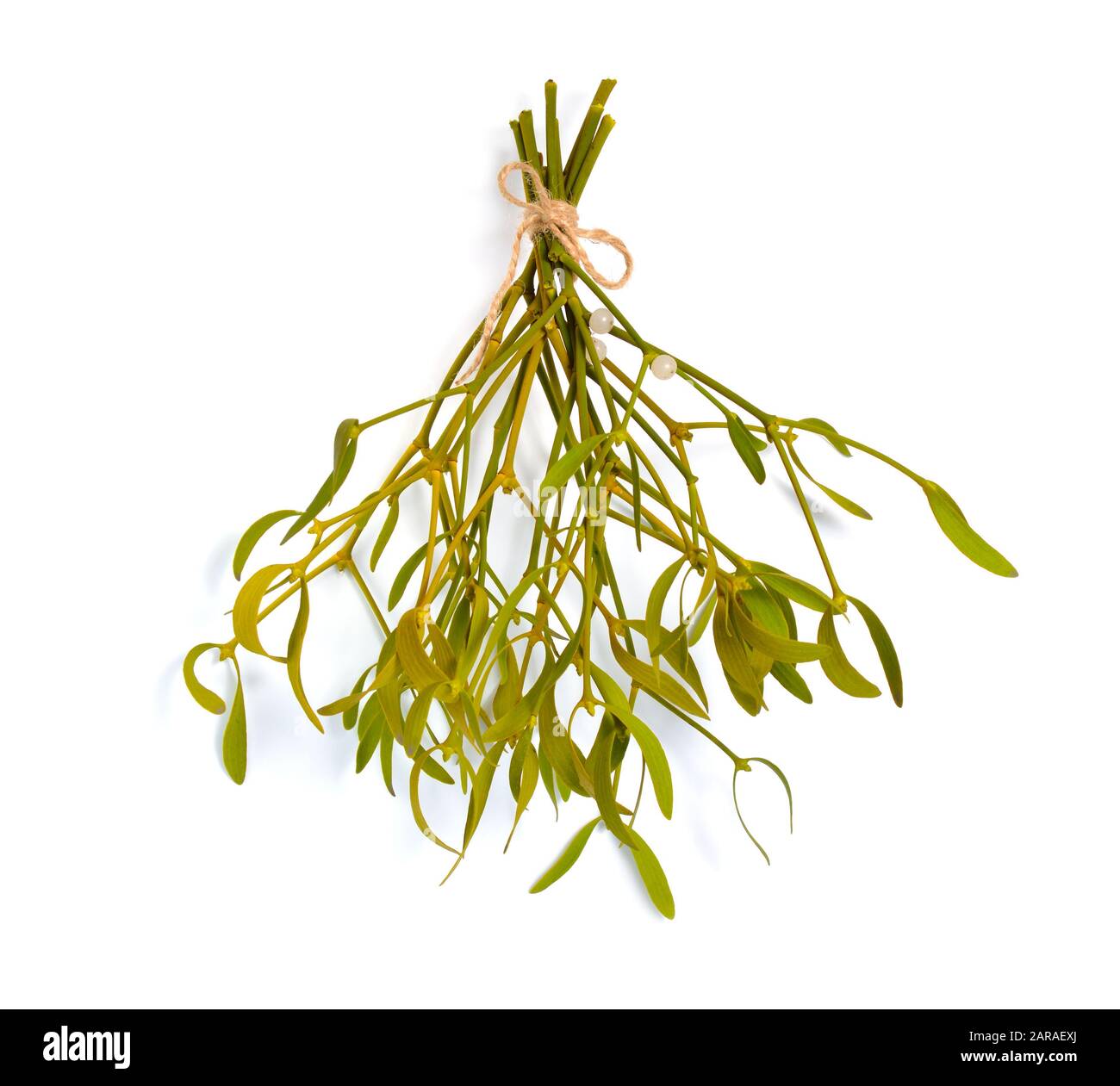 Viscum album, commonly known as European mistletoe, common mistletoe or ...
