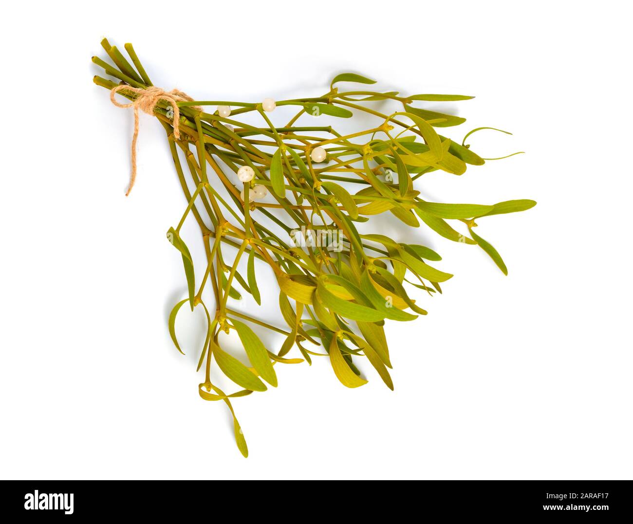 Viscum album, commonly known as European mistletoe, common mistletoe or ...