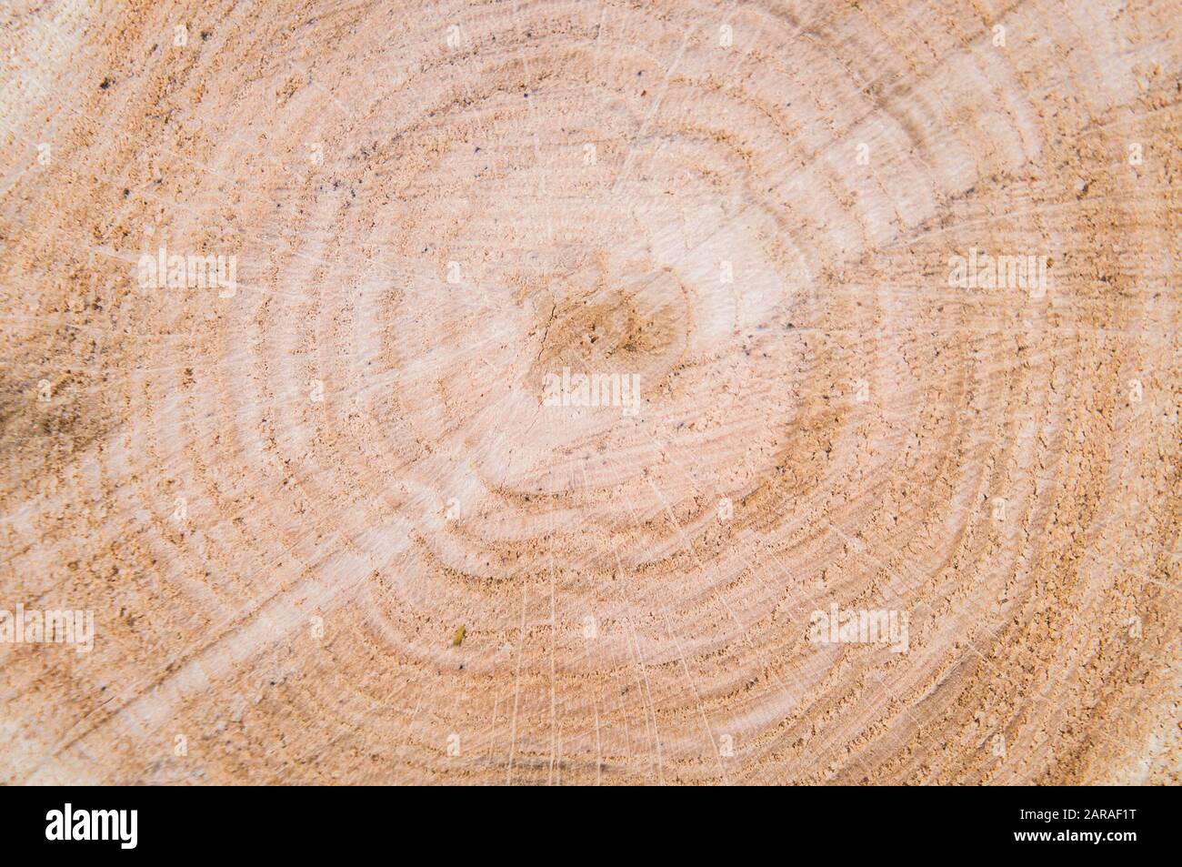 Natural live edge round wood slab with growth rings, cross cut wood ...