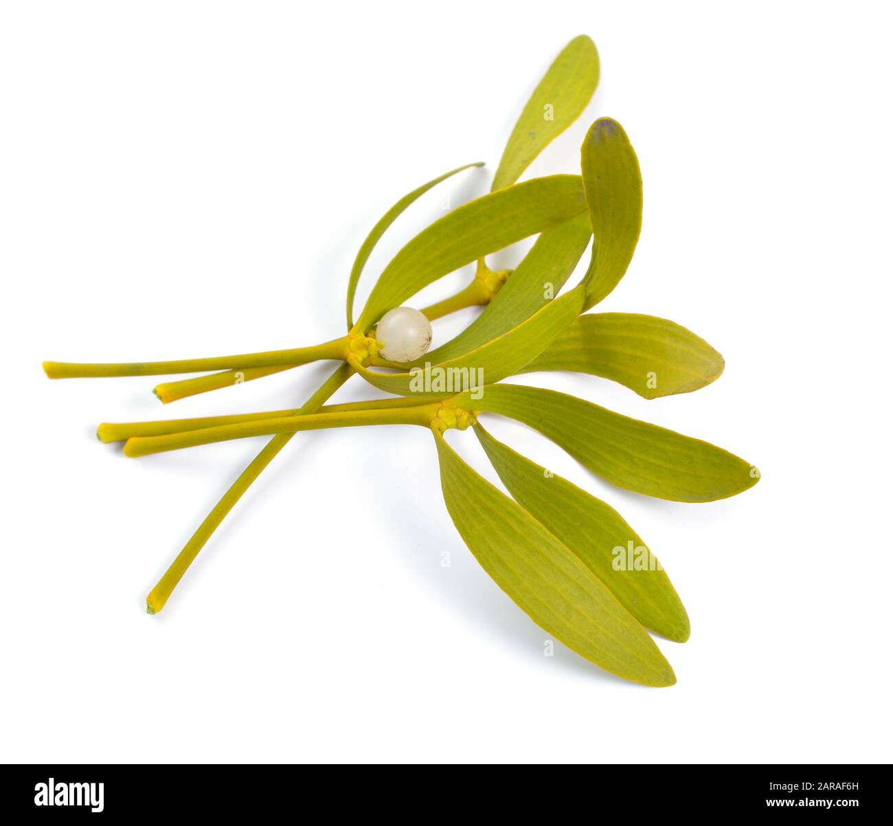 Viscum album, commonly known as European mistletoe, common mistletoe or ...