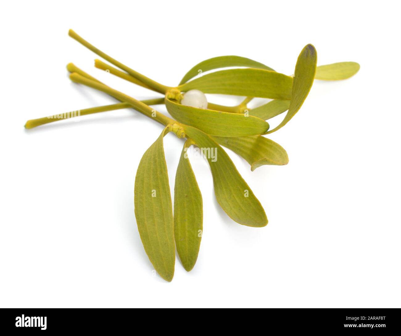 Viscum album, commonly known as European mistletoe, common mistletoe or ...