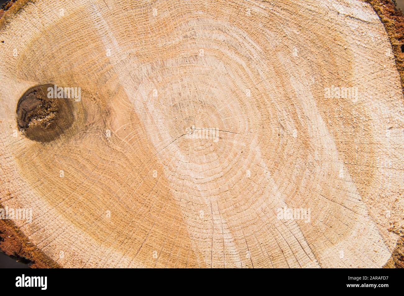 Natural live edge round wood slab with growth rings, cross cut wood ...