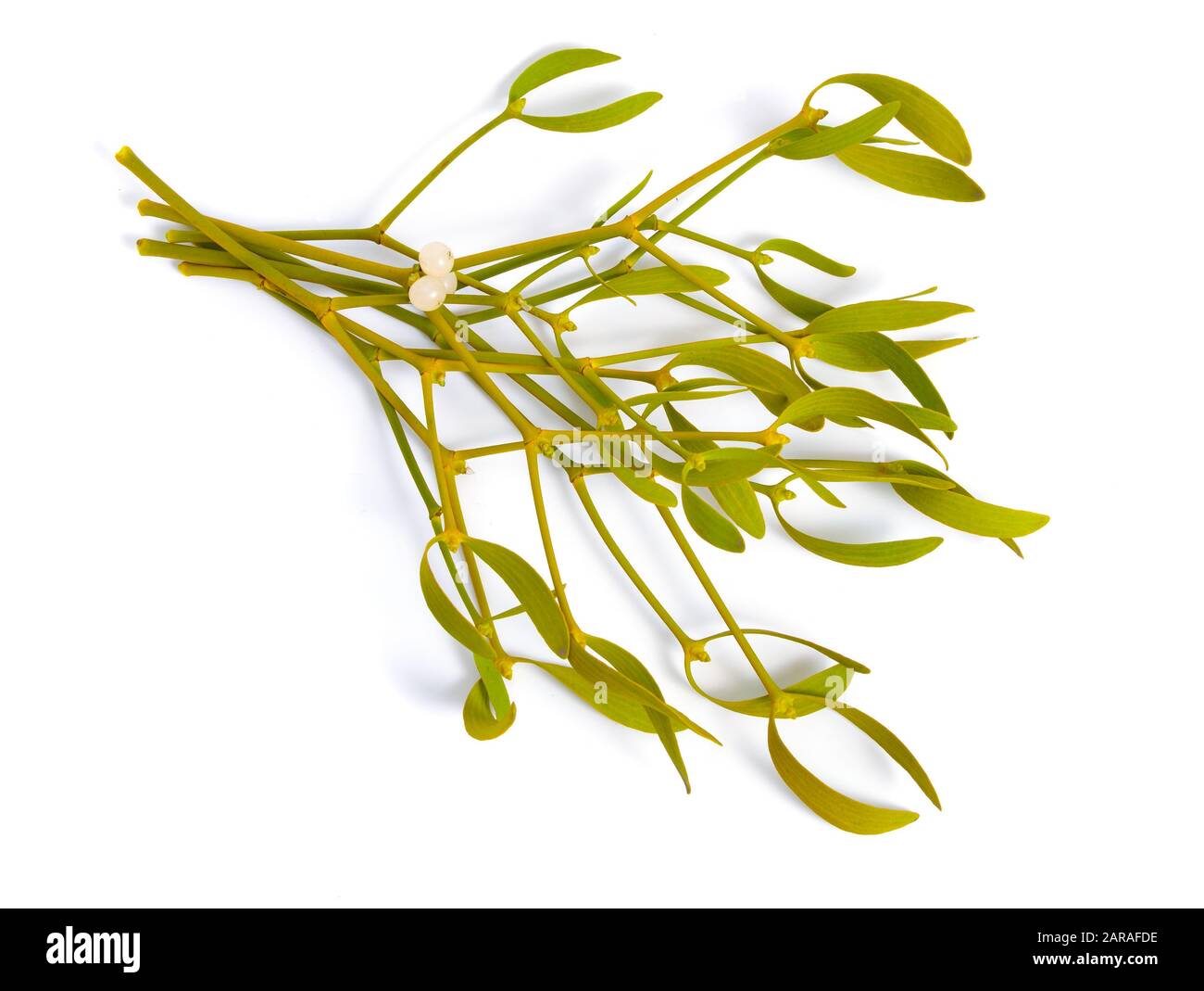 Viscum album, commonly known as European mistletoe, common mistletoe or ...