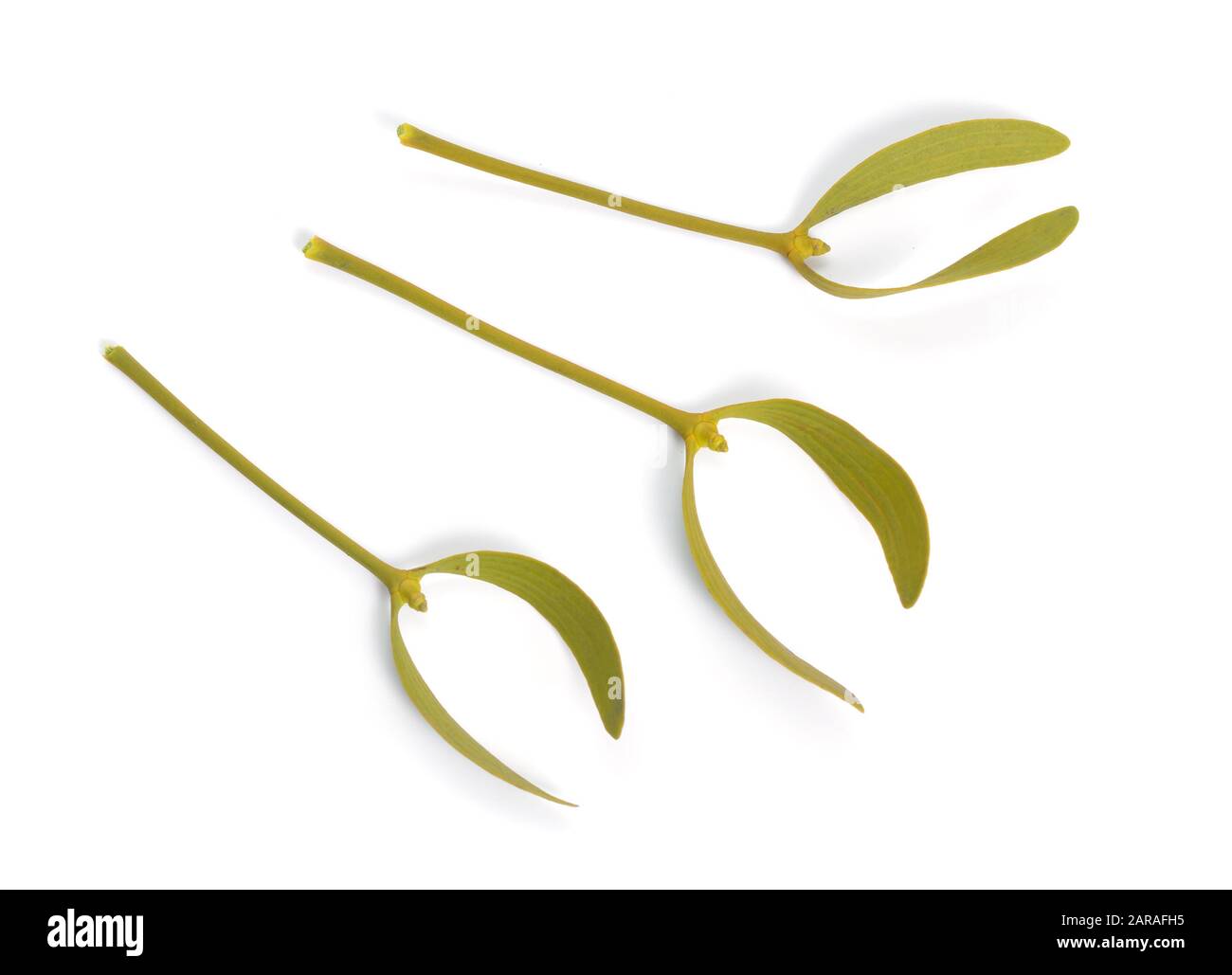 Viscum album, commonly known as European mistletoe, common mistletoe or ...