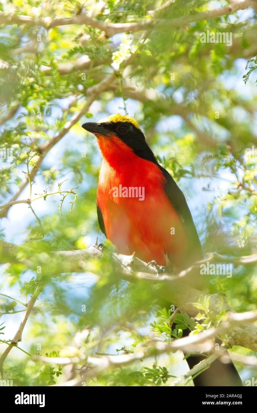 Yellow-crowned Gonolek (Laniarius barbarus), perched in a tree, Gambia ...