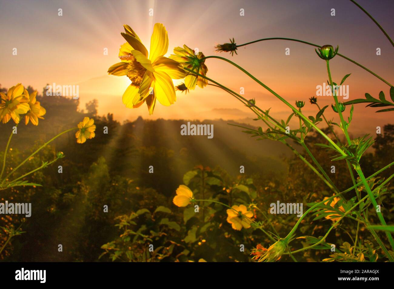 Tree blossom behind bright hi-res stock photography and images - Alamy