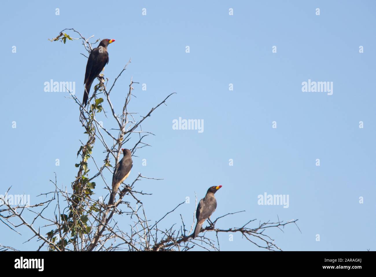 Yellow-billed Oxpeckers (Buphagus africanus) in a tree, Gambia Stock ...