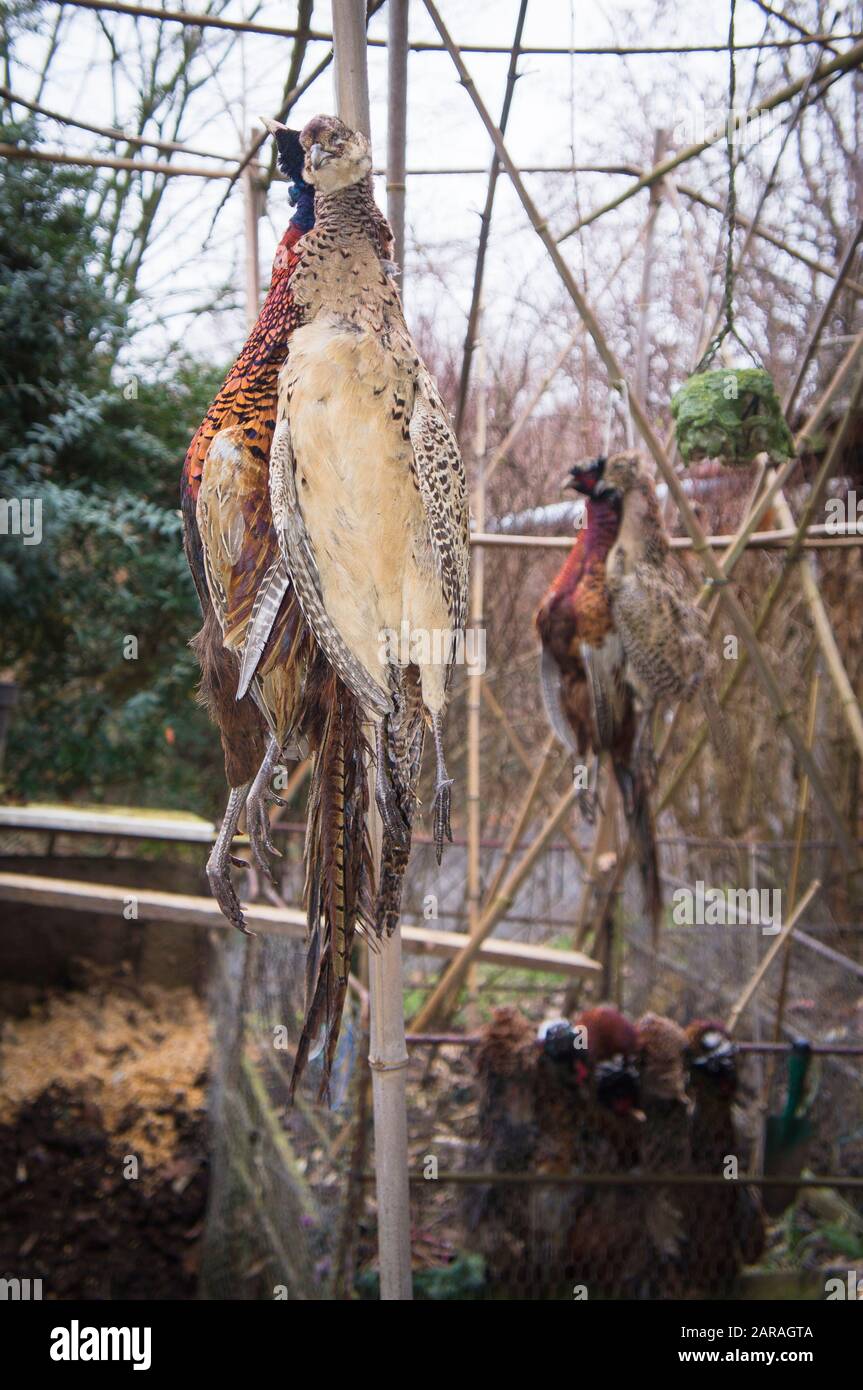 hunted game, shot common pheasant, dead pheasants hanging outside in ...