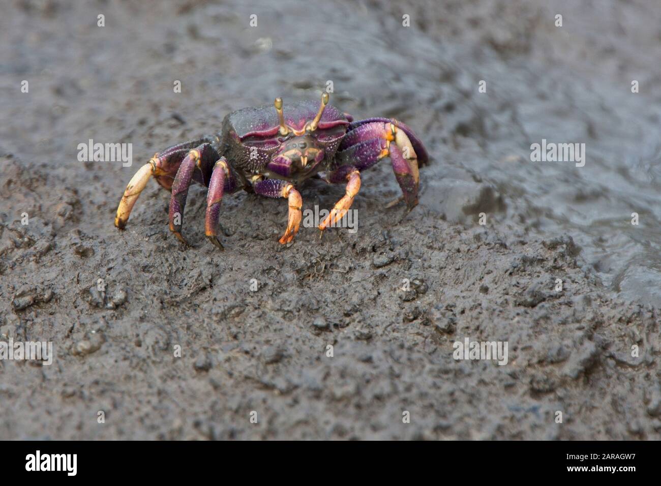 West African Fiddler Crab (Uca tangeri), female, Kotu Creek Bird ...