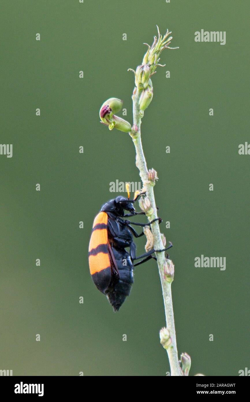 Beetles species, Kotu Creek Bird Reserve, Gambia Stock Photo - Alamy