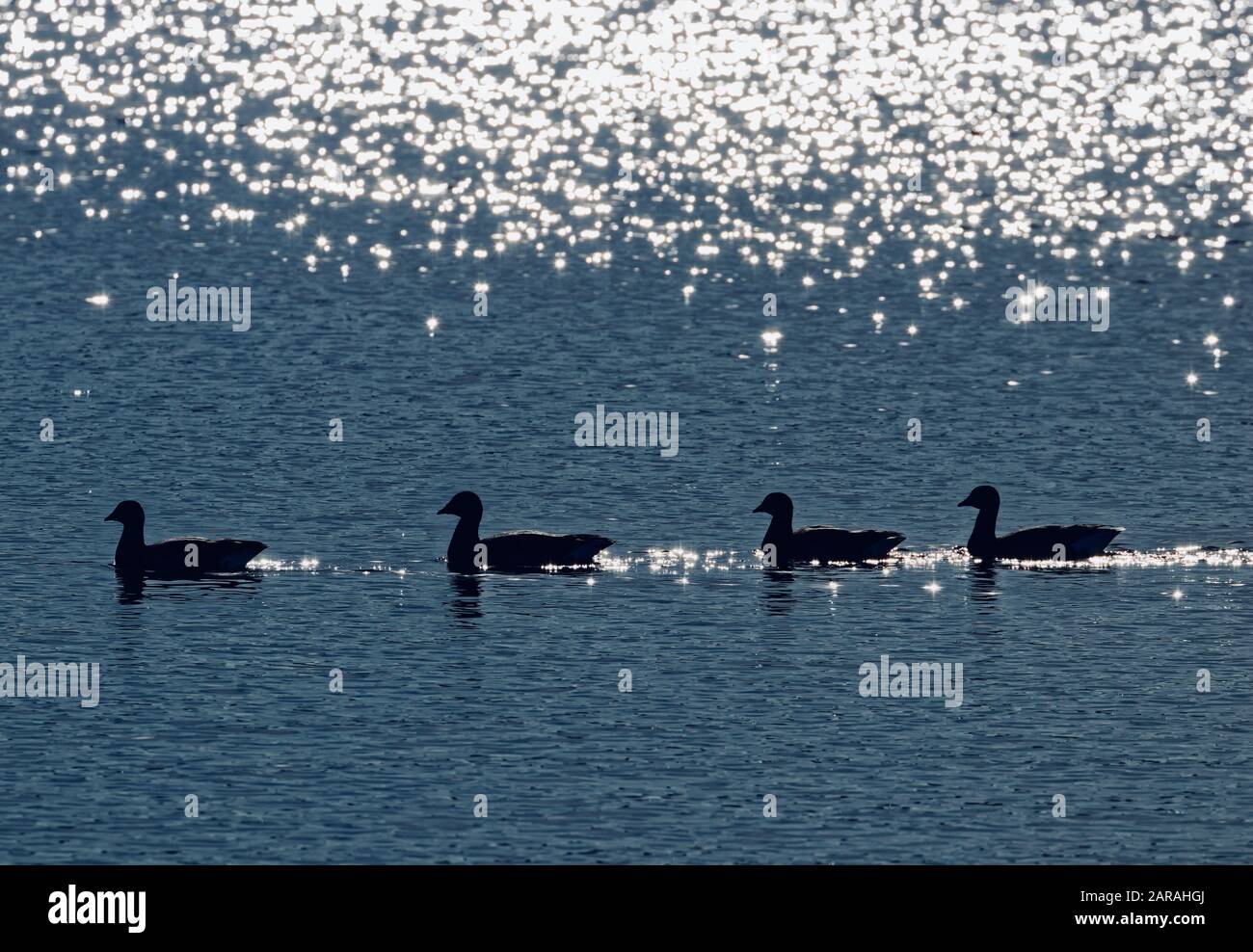 Bright sunlight birds hi-res stock photography and images - Alamy