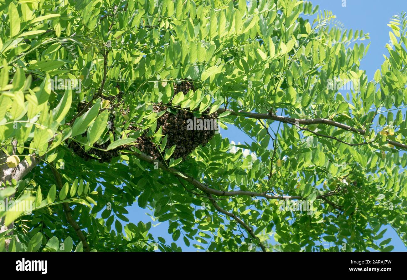 Swarming bees. Formation of a new colony (family) bees on a branch of a ...