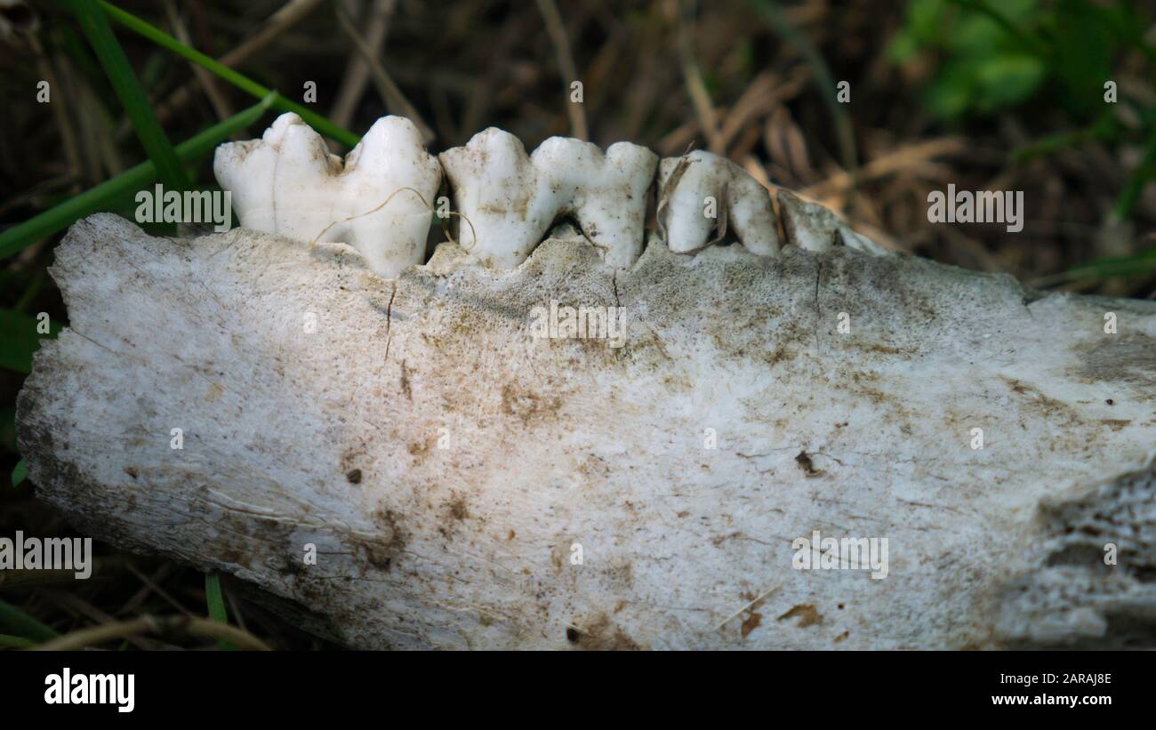 Teeth molars detail hi-res stock photography and images - Alamy