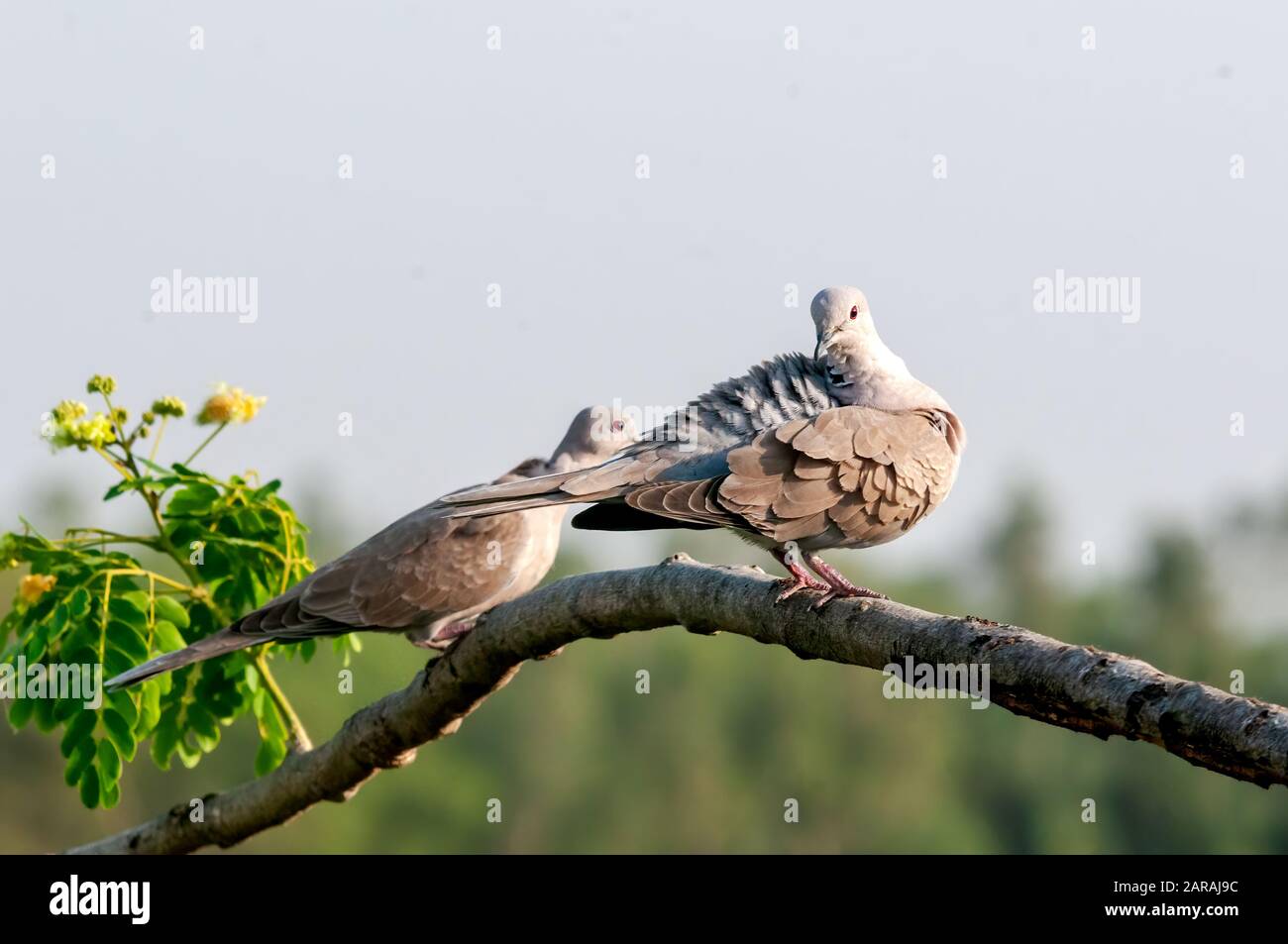 Dove doing preen hi-res stock photography and images - Alamy