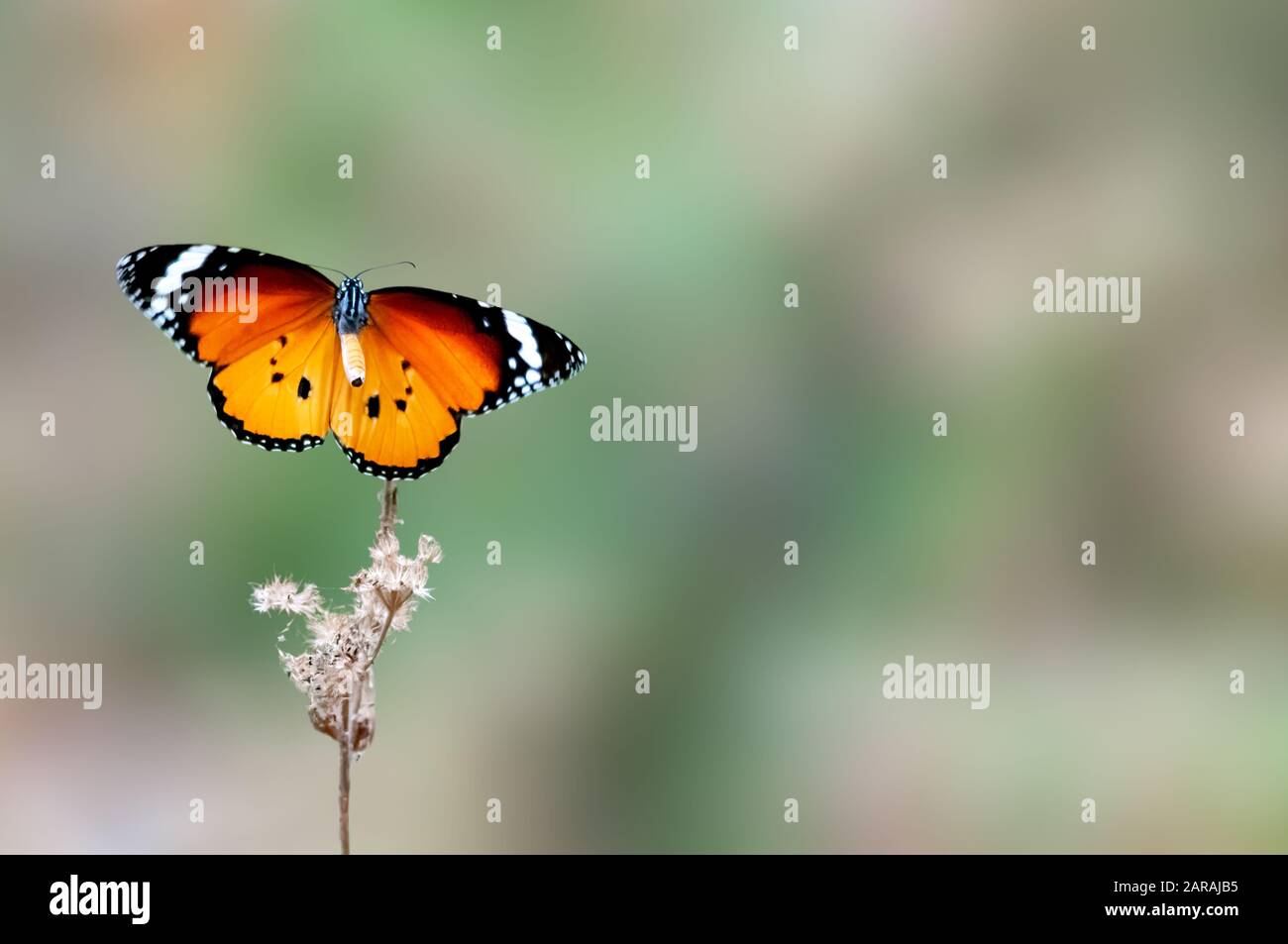 Flying Tiger Butterfly High Resolution Stock Photography and Images - Alamy