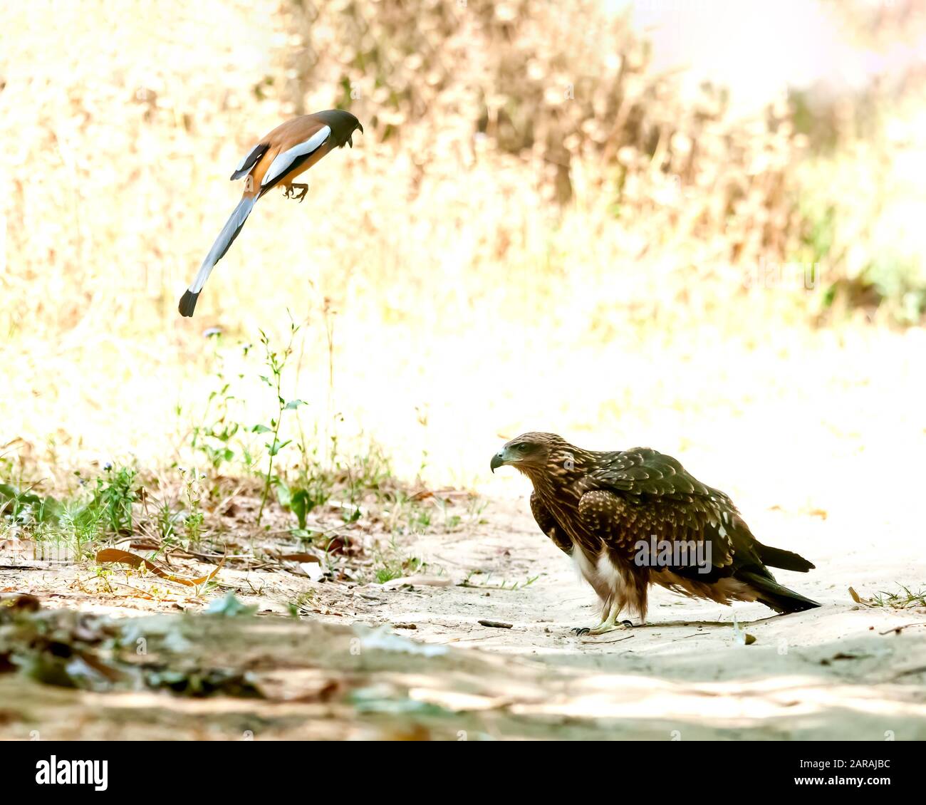 Predator chasing prey hi-res stock photography and images - Alamy