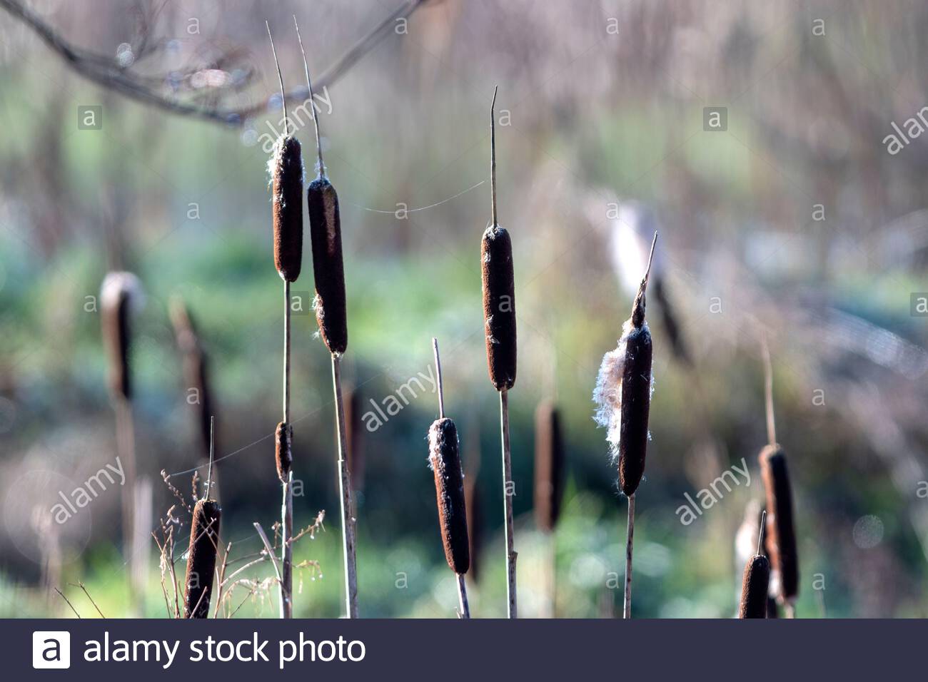 Bull Rushes High Resolution Stock Photography and Images - Alamy