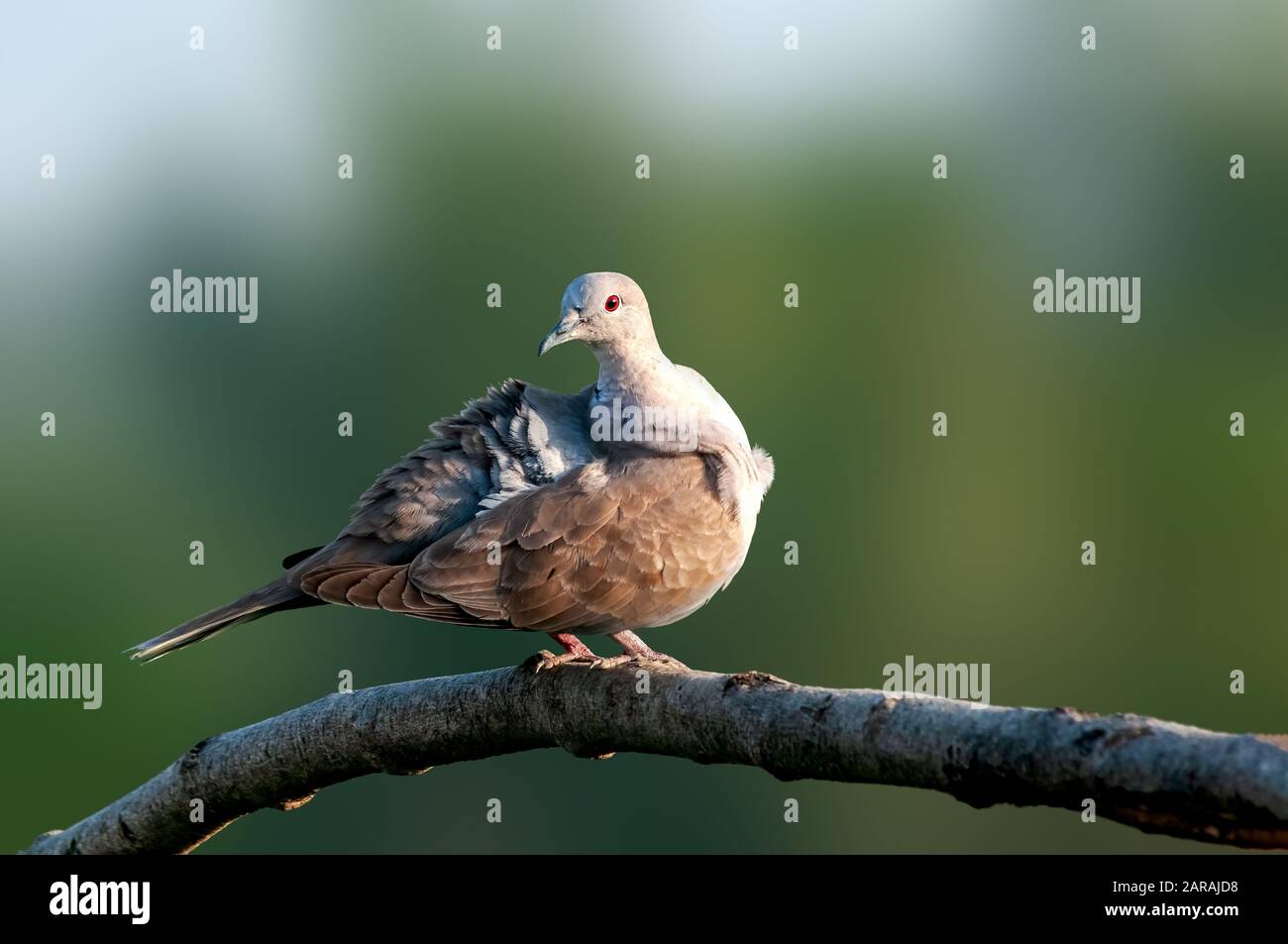 Eurasian collared dove sitting on a tree branch doing preen Stock Photo ...