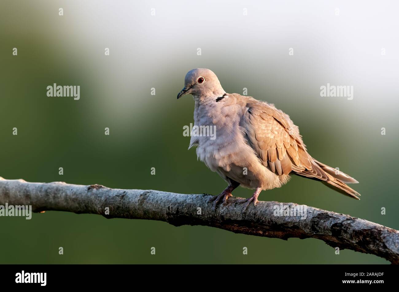 Dove preen hi-res stock photography and images - Alamy