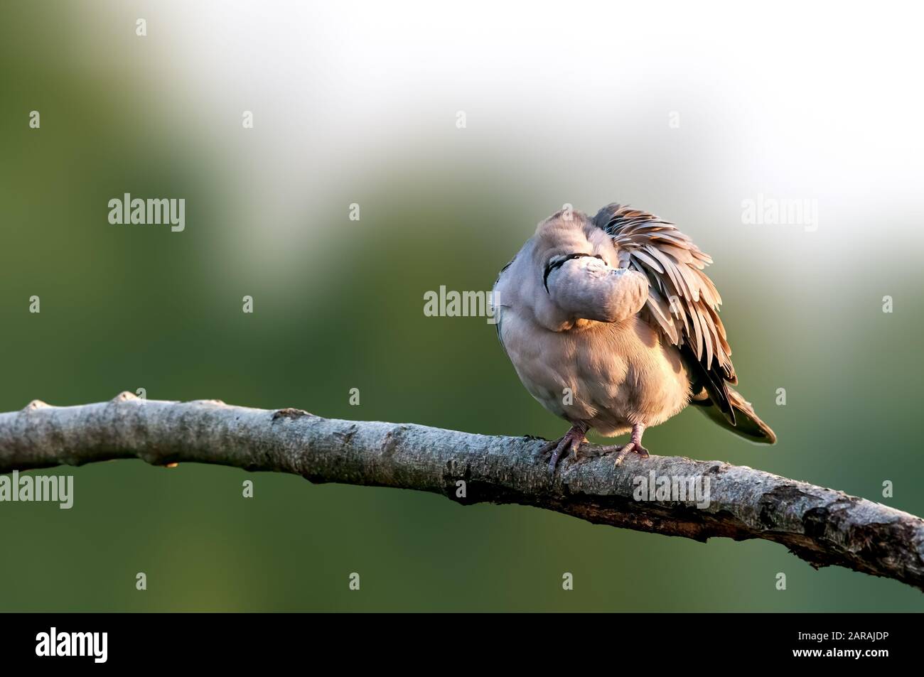Dove preen hi-res stock photography and images - Alamy