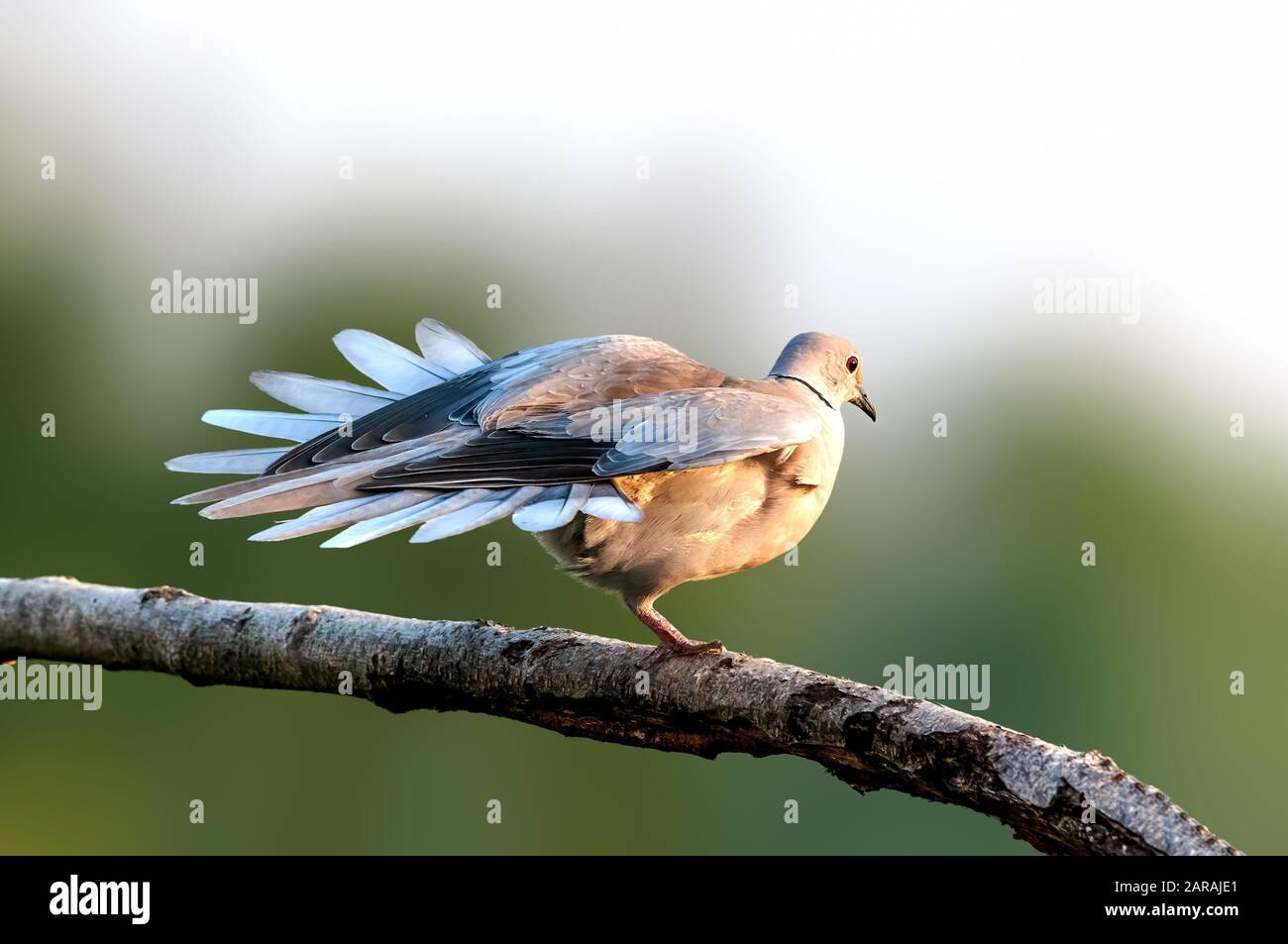 Dove stretch hi-res stock photography and images - Alamy