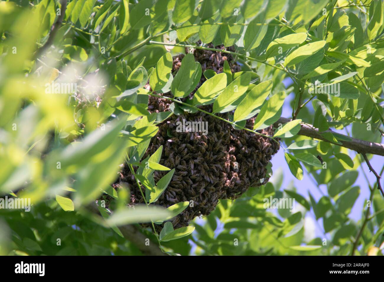 Swarming bees. Formation of a new colony bees on a branch of a Black ...