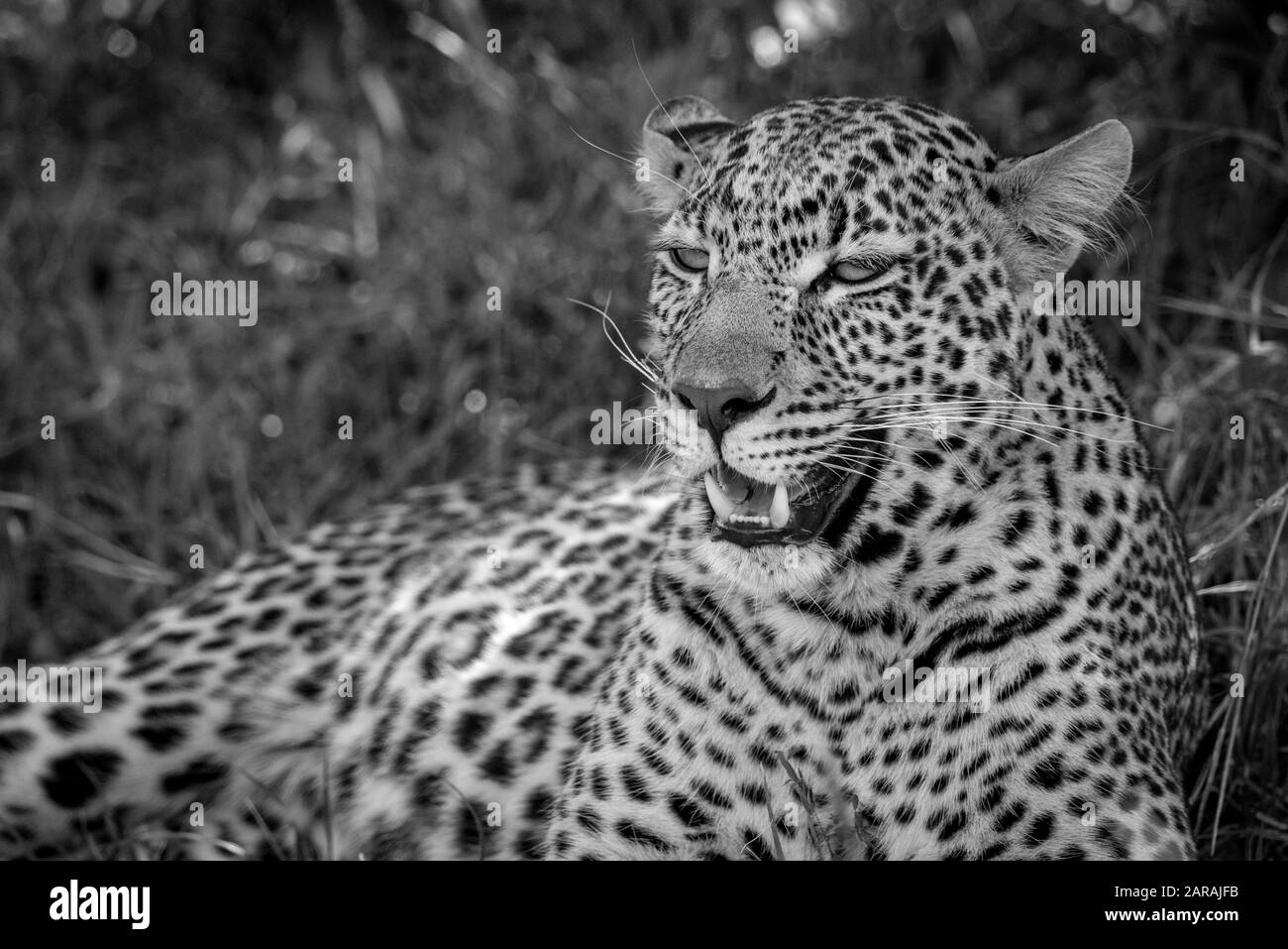 Teeth leopard Black and White Stock Photos & Images - Alamy