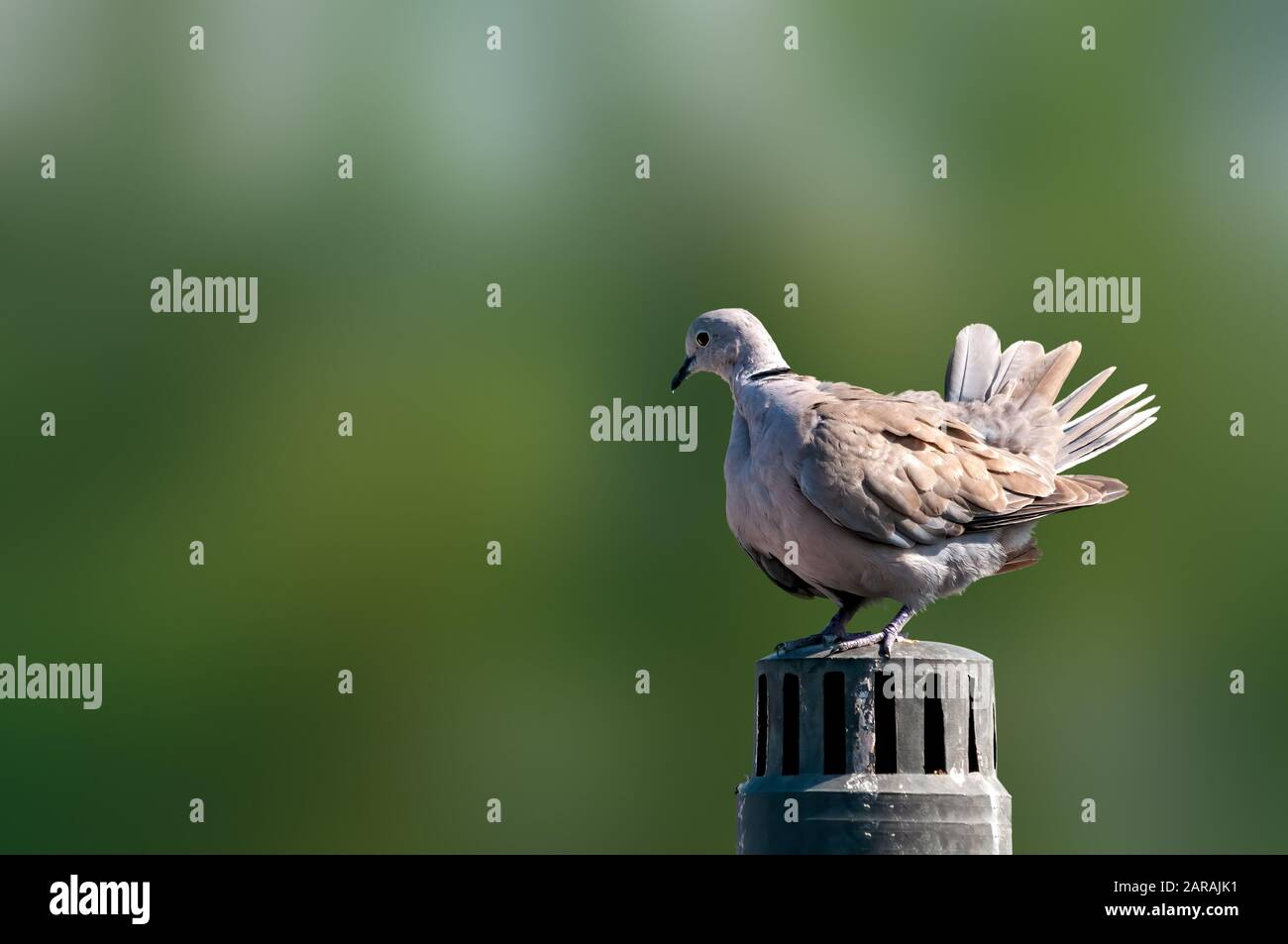 Eurasian collared dove sitting on an exhaust pipe Stock Photo - Alamy